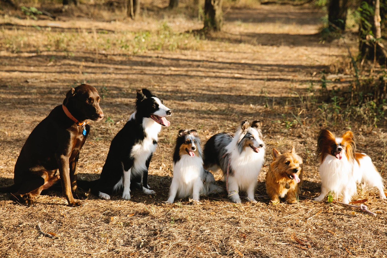 Adiestramiento Canino - CENTRO CANINO "BERQUIR"