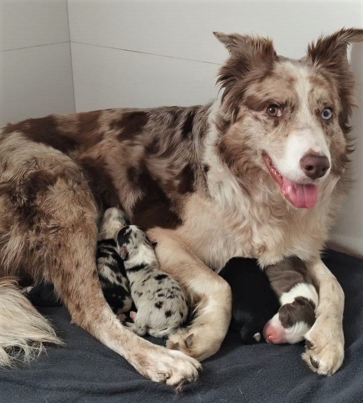 Border Collie "BERQUIR" - CENTRO CANINO "BERQUIR"