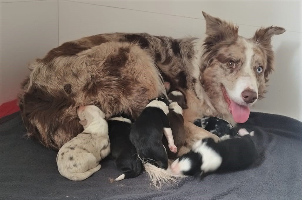 Border Collie "BERQUIR" - CENTRO CANINO "BERQUIR"